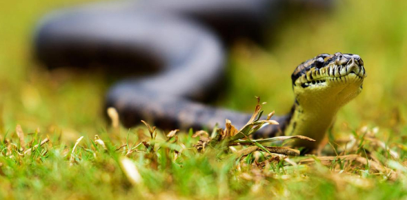 Snakes General Knowledge Quiz - Quiz & Trivia